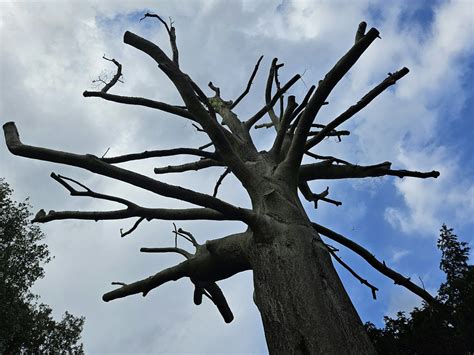 Understanding Tree Lifespan And When To Remove Them