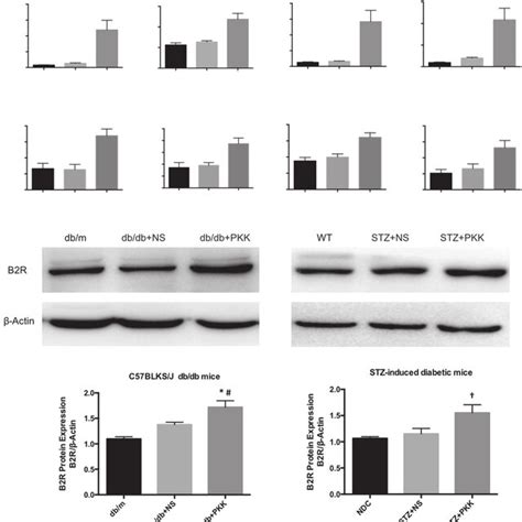 Pkk Activated The Expression Of The Kallikrein Kinin System Genes Download Scientific
