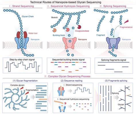 Technical Route Of Nanopore Based Glycan Sequencing I Strand
