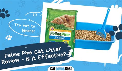 Feline Pine Cat Litter Review Is It Effective