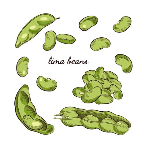 Lima Bean Cartoon At Robert Fabry Blog