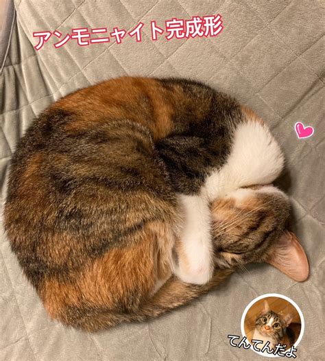 てんてんのアンモニャイト ゆうのネコネコdiary 〜猫8匹との暮らし♡〜