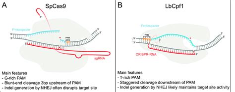 Key Features Of Spcas9 And Lbcpf1 Schematic Representation Of Spcas9 Download Scientific