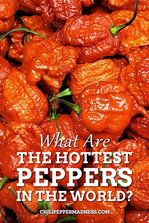 Hottest Pepper Scale 2024