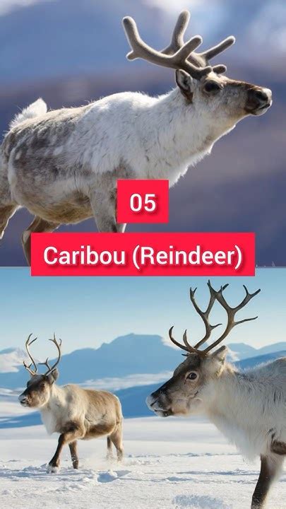 හිමේ ජීවත්වන සතුන් 05 ක් ️ Youtube