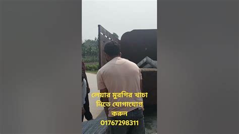 লেয়ার মুরগির খাচা নিতে আজই যোগাযোগ করুন লেয়ার মুরগীর খামার Youtube