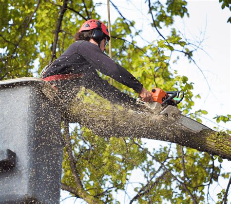 Tree Maintenance Brisbane North Gold Coast 1300 006 767