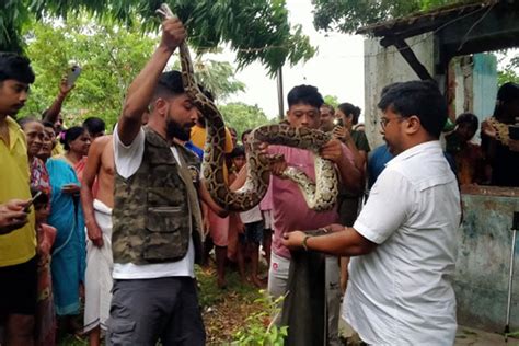 Offbeat News Barmese Python Rescued From Tree Top At Alipurduar While It Climbed To Catch Birds