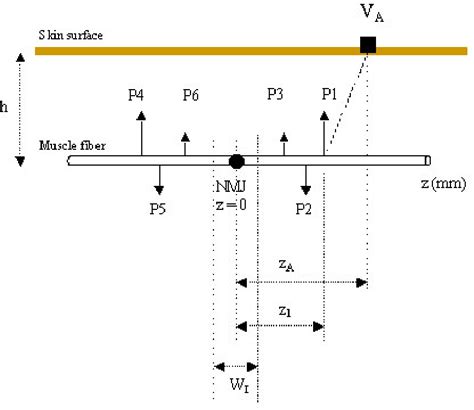 figure 1 from matlab™ implementation of merletti s semg model semantic scholar