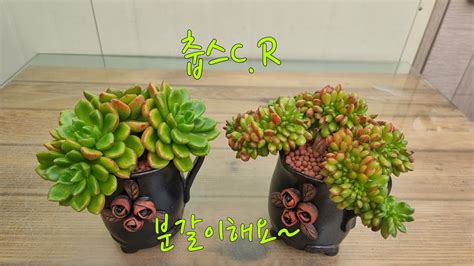 24124화💕춥스cr 💕파랑새💕 아마빌레 💕핑샴 💕블루써프라이즈💕 포카리💕 판매영상 입니다~향원이네다육 010 6828 3188 Youtube