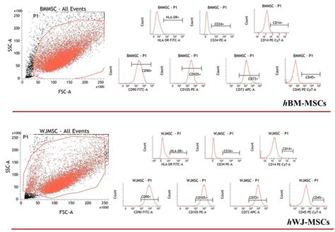 Flow Cytometry Events Illustrating Hbm Mscs And Hwj Mscs Download