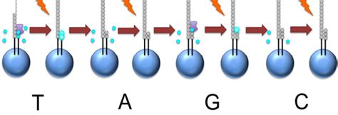 454 Sequencing Embl Ebi Train Online