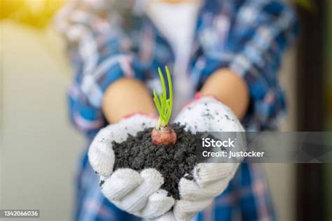 어린 빨간 양파 식물과 토양을 잡고 손 토양과 아이 손 더러운 농업 분야에서 토양을 들고 소녀 손 성장하는 식물 개념 8 9 살에 대한 스톡 사진 및 기타 이미지 Istock