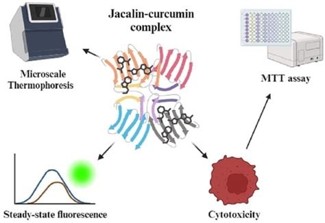 Jacalin Curcumin Complex Sensitizes The Breast Cancer Mda Mb 231 Cell Line