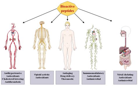 Ijms Free Full Text Bioactive Peptides Synthesis Sources Applications And Proposed