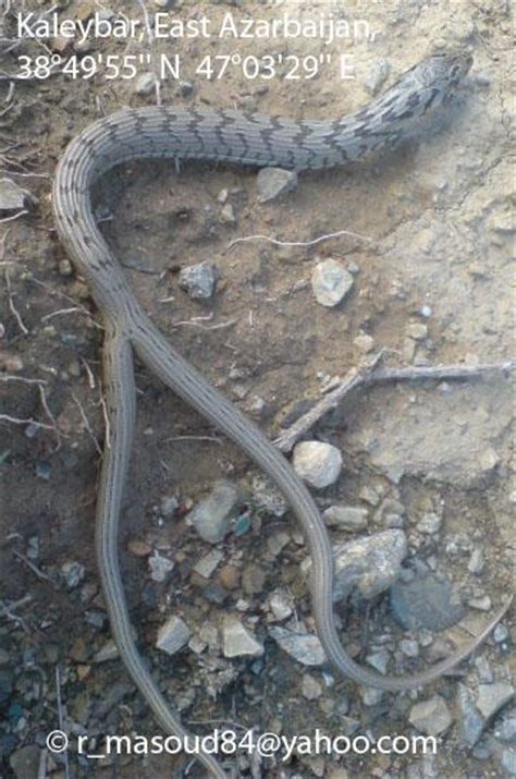 Pseudopus Apodus The Reptile Database