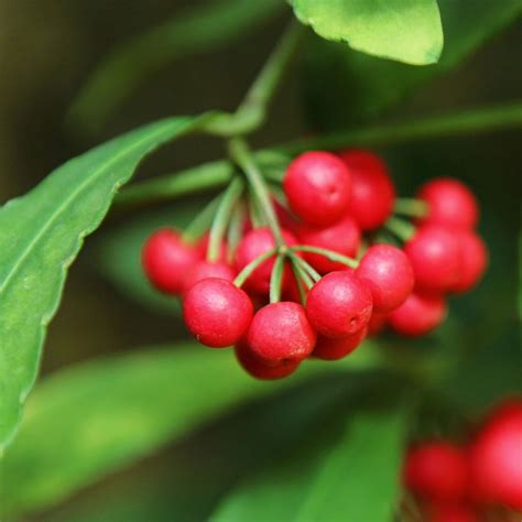 14 Worst Invasive Plants In Hawaii And 28 Natives To Plant Instead