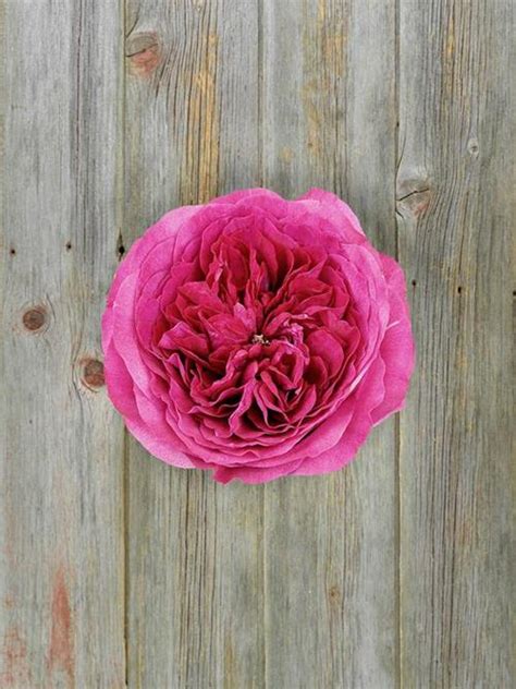 Wholesale Capability David Austin Dark Pink Roses Delivered Online