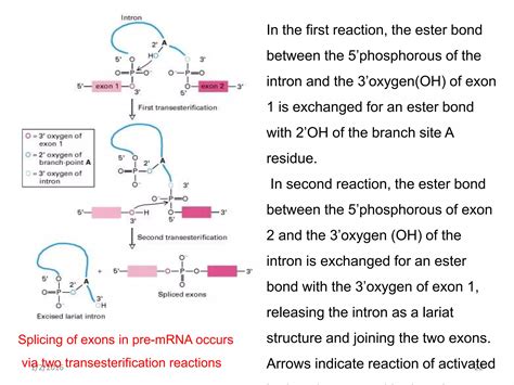 Structure And Function Of Messenger Rna Mrna Pptx Programming Languages Computing