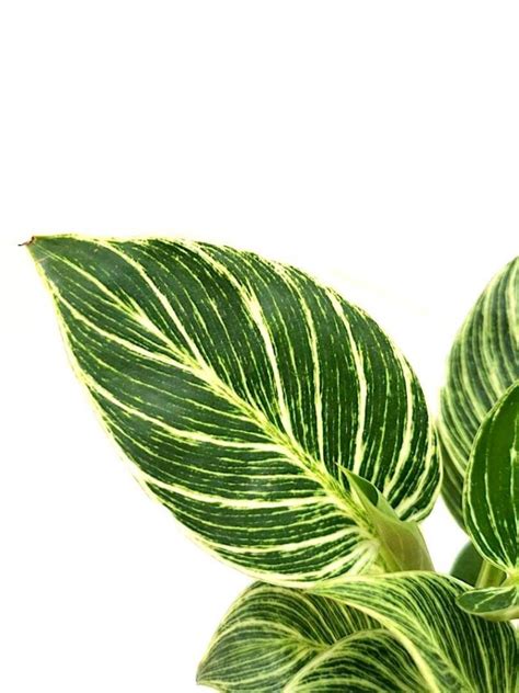 Philodendron Birkin » Foliage • Teo Joo Guan Horticulture