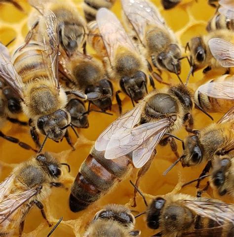 Download Queen Bee Sitting On Yellow Honeycomb