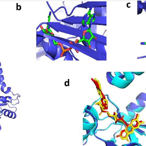 Integration Of Cofactors Into The Alphafold Model Of Nox2 Using The Download Scientific Diagram