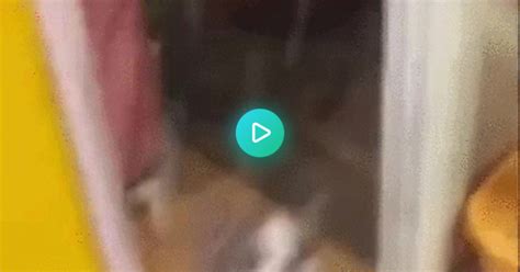 Worlds Cutest Window Cleaner  On Imgur