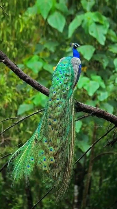 Newvideo Nature Picock Subscribe Lick Followforfollowback