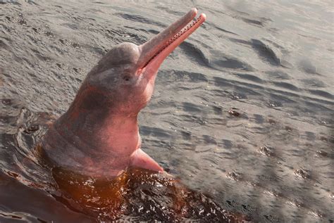 Amazon River Dolphin Or Pink Dolphin Distribution Habitat And