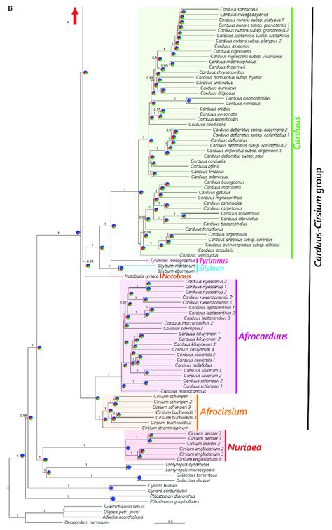 A Coalescence Phylogenetic Reconstruction For The Subtribe Carduinae Download Scientific