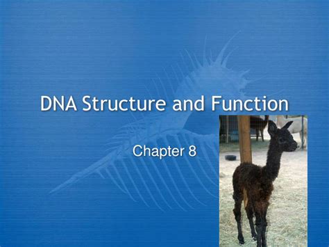 PPT DNA Structure And Function PowerPoint Presentation Free Download ID 29923