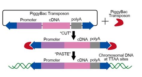 转基因小鼠的「三段进阶」 丁香园