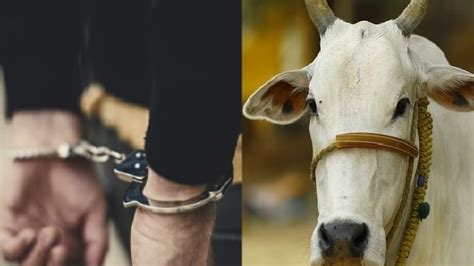 Odisha Man Detained For Unnatural Sex With Cow