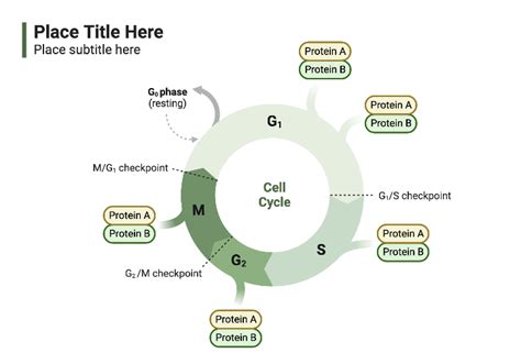 Cell Cycle Checkpoints Layout Biorender Science Templates