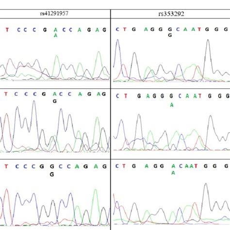 Sequence Analysis Of The Pcr Rflp Genotyping Results Mir 143 Download Scientific Diagram