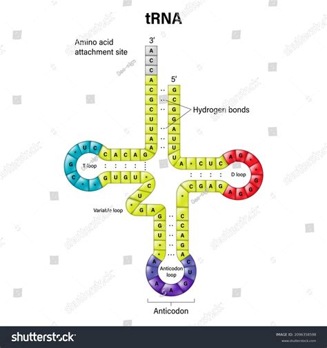 Structure Trna Twodimensional Structure Transfer Rna Stock Vector Royalty Free