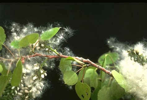How Aspens Grow