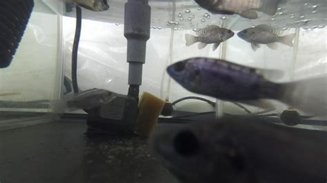 Fish Instance Segmentation Dataset And Pre Trained Model By Tomo