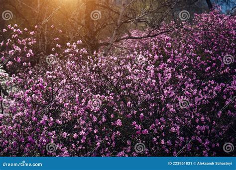 Almond Bushes Covered With Delicate Pink Flowers In The Soft Light Of