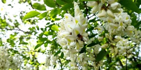 五月槐花香 满树白花醉扬城 国槐花宜入药 刺槐花可食用手机新浪网