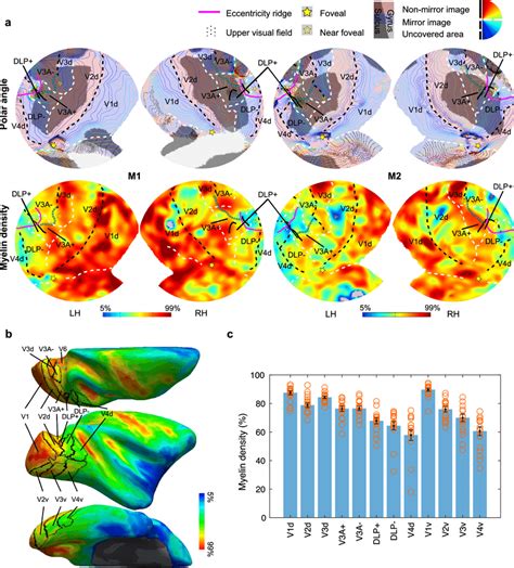 Myelin Density Variations Across Retinotopically Defined Visual Areas Download Scientific