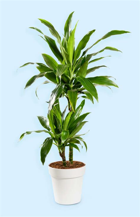 How To Grow And Care For The Easy Care Dracaena Janet Craig