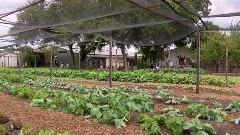 Umber Dickerson On Linkedin Bonton Farms Launching Farmacy Program