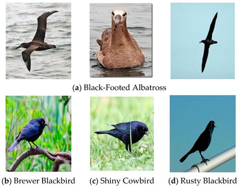 Attention Bilinear Pooling For Fine Grained Classification