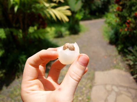 Its Rambutan Season Green Living Ideas
