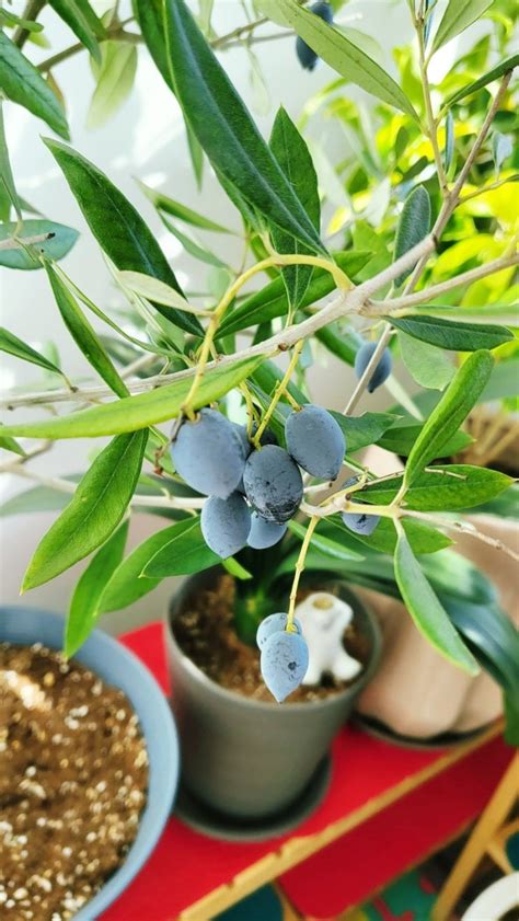 올리브나무 키우기 열매 수확 네이버 블로그