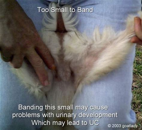 Goat Goat Castration Band Method
