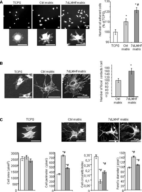 Short Term Behavior Of C3h10t1 2 Cells Grown On Matrix Produced Under Download Scientific