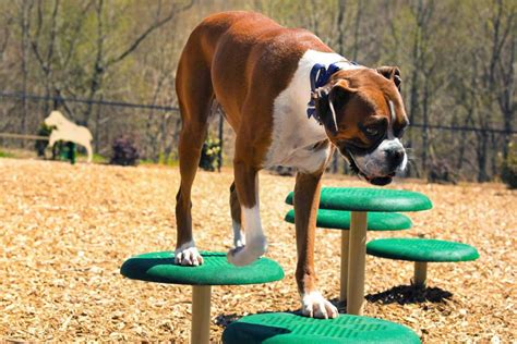Dog Playground Equipment
