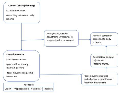 Postural Control The Bobath Concept
